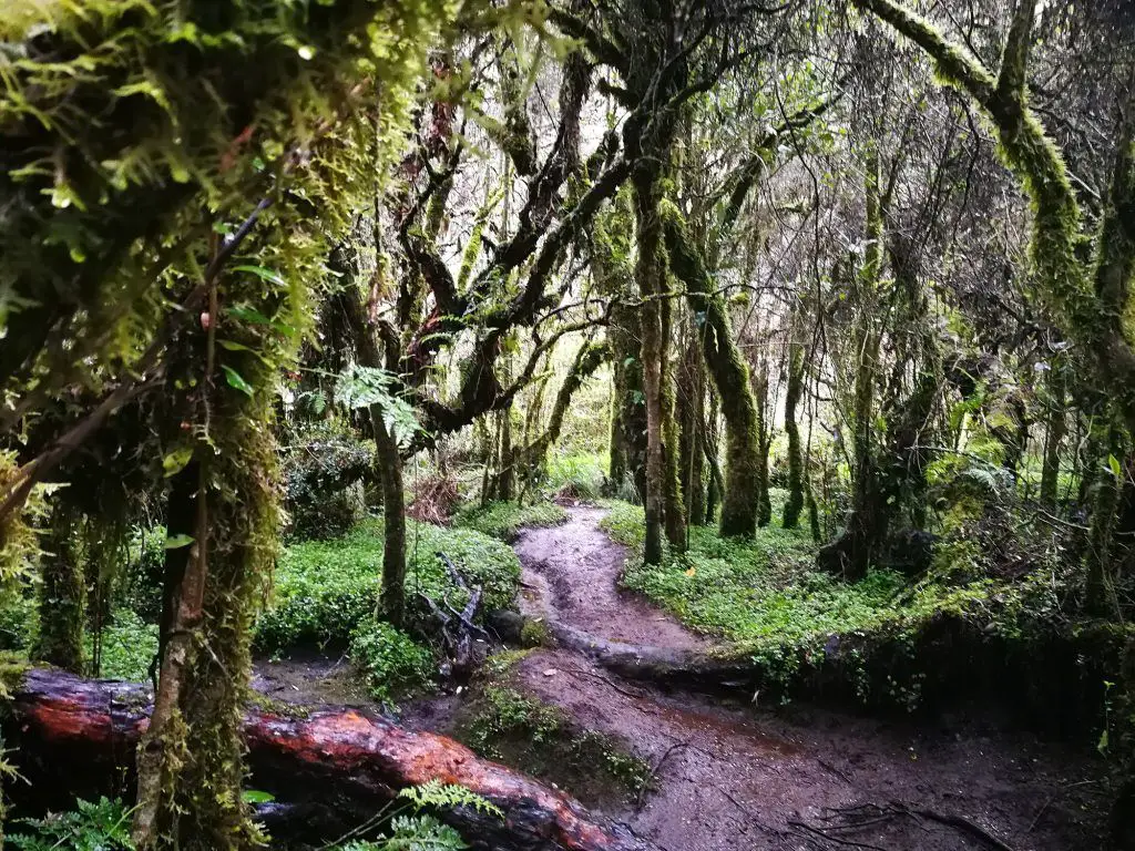 Experiencia en el Polylepis Lodge