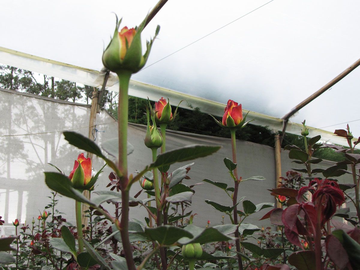 San Valentín: ¿cómo viajan las flores ecuatorianas al Mundo?
